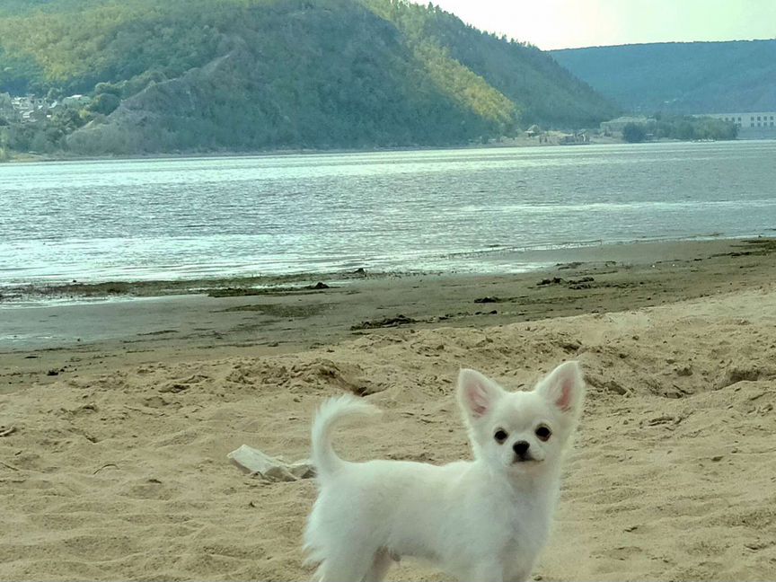 Щенки чихуахуа длинношерстные, РКФ