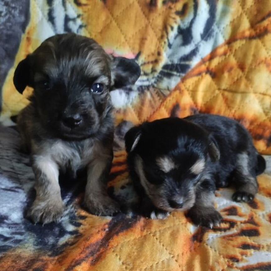 Русский той-терьер, щенок