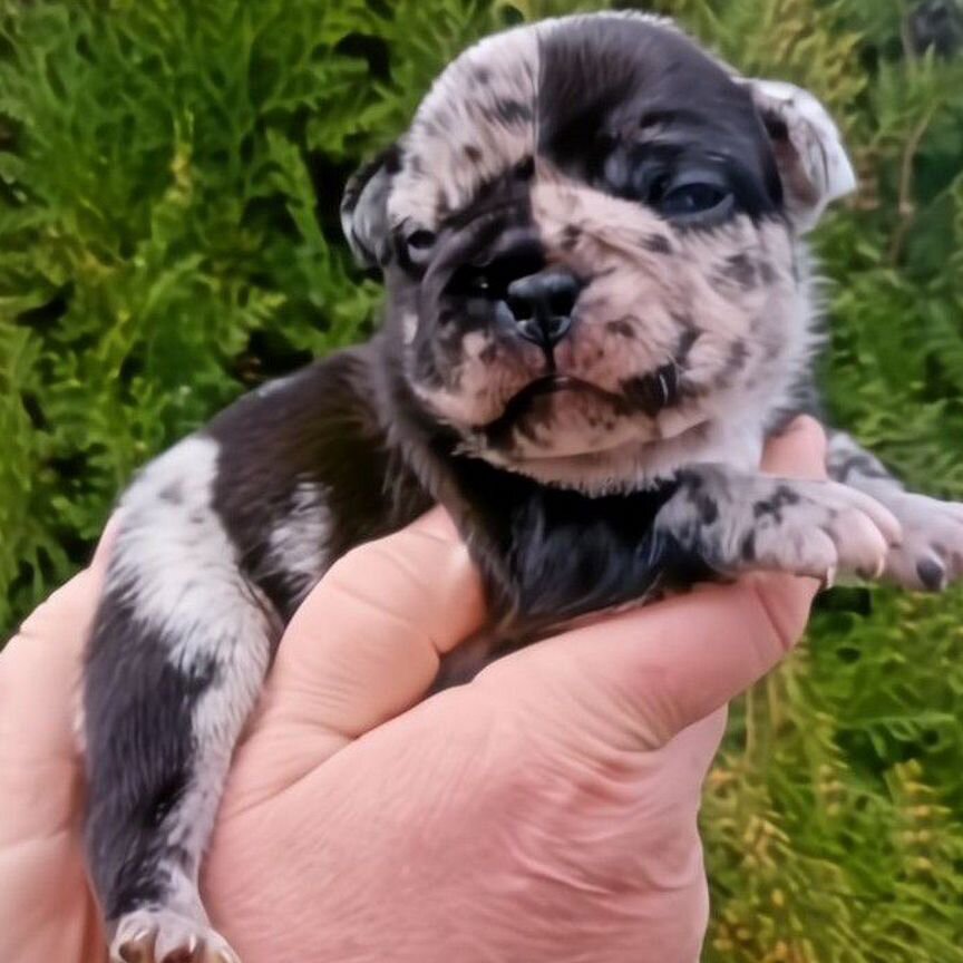 Французский бульдог, щенок