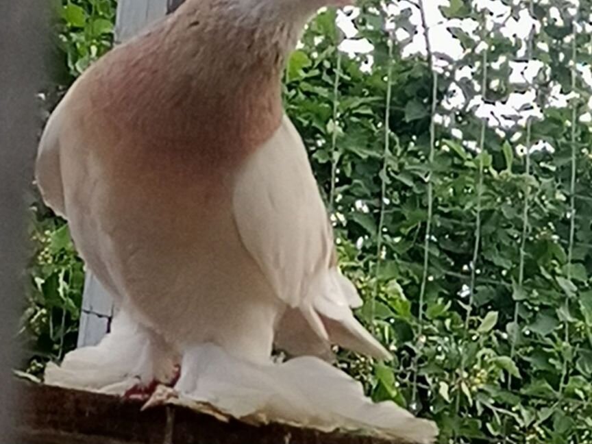 Голубь Агаран