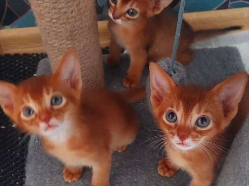 Абиссинские котята