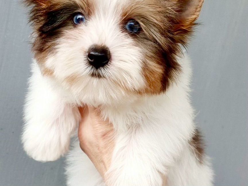 Бивер йорки с голубыми глазами (гетерохромия)