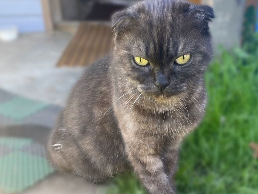 Шотландская вислоухая кошка бесплатно