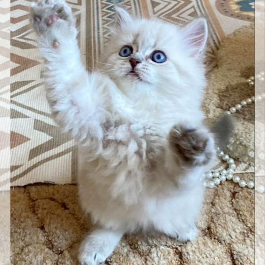 Невский маскарадный мальчик