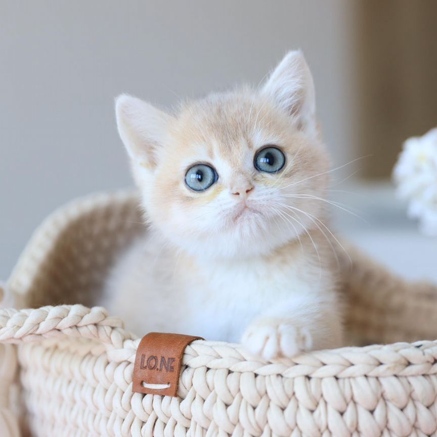 Британский короткошёрстный котёнок