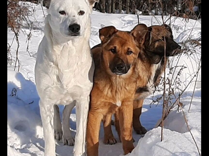 Собака в добрые руки щенок