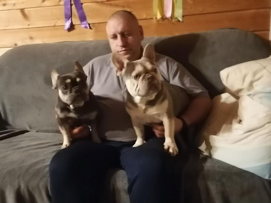 Французский бульдог