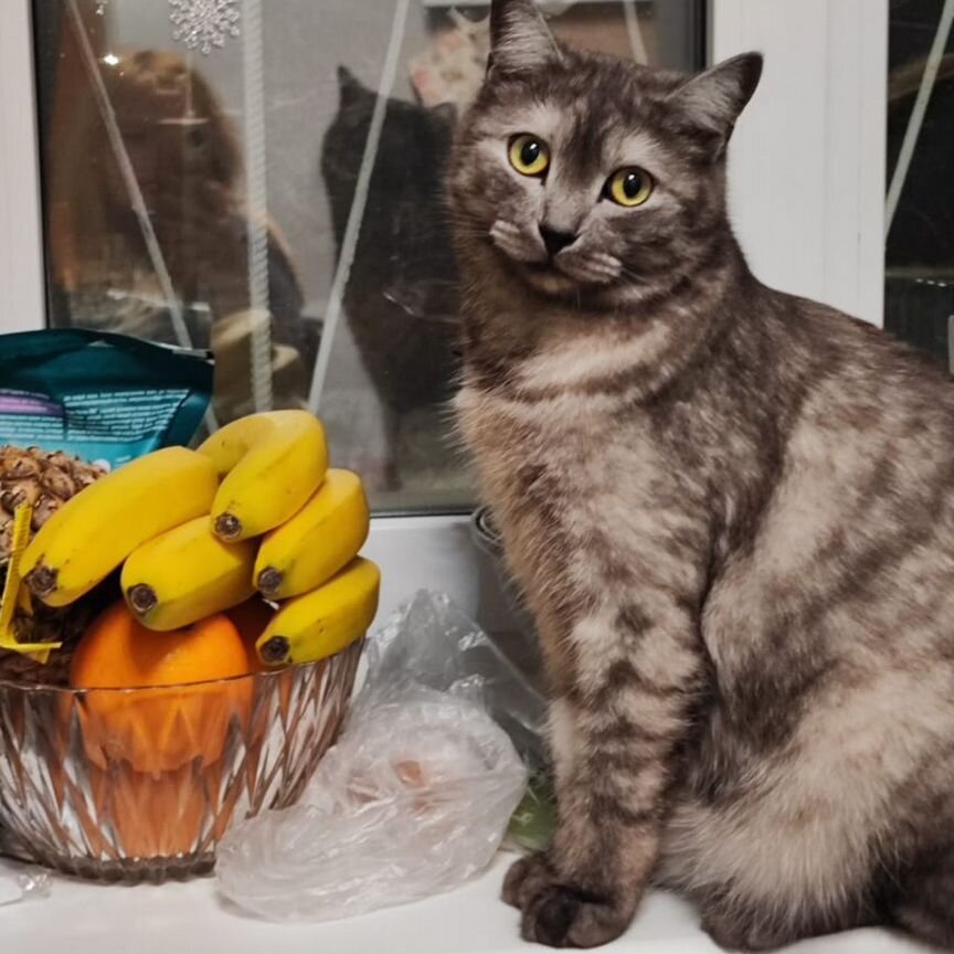 Шотландский кот