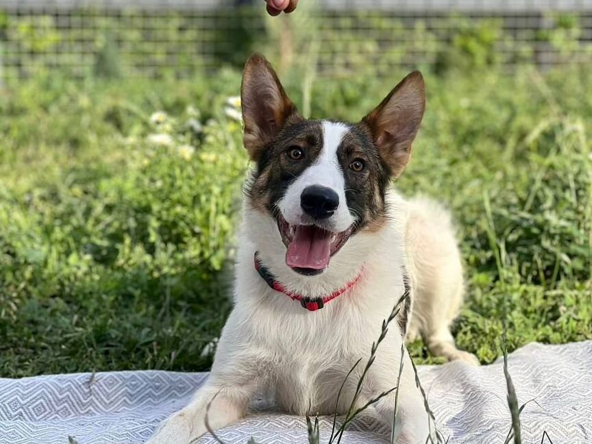 Уникальный пёс Дэни ищет дом