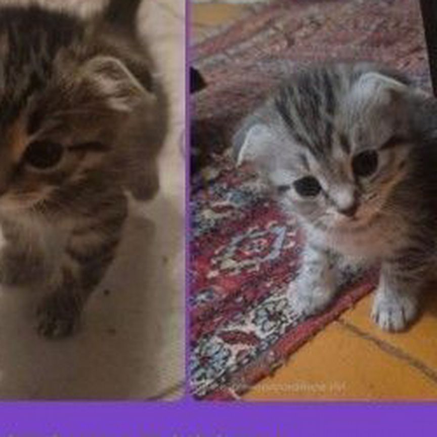 Шотландский вислоухий короткошёрстный котёнок