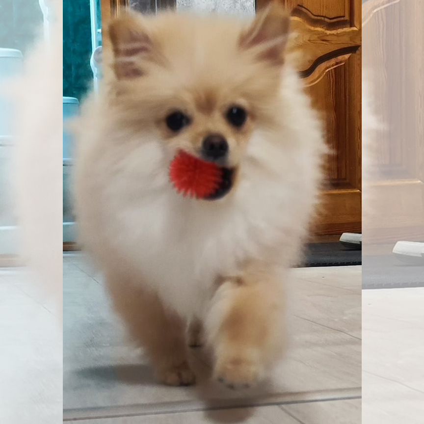 Померанский шпиц, щенок