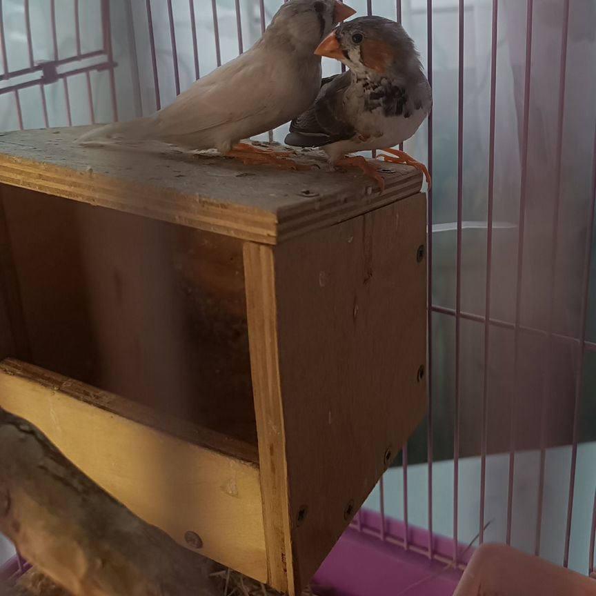 Зебровые амадины