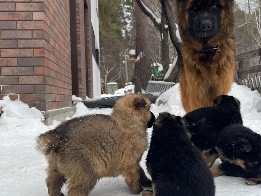 Щенки немецкой овчарки длинношерстной
