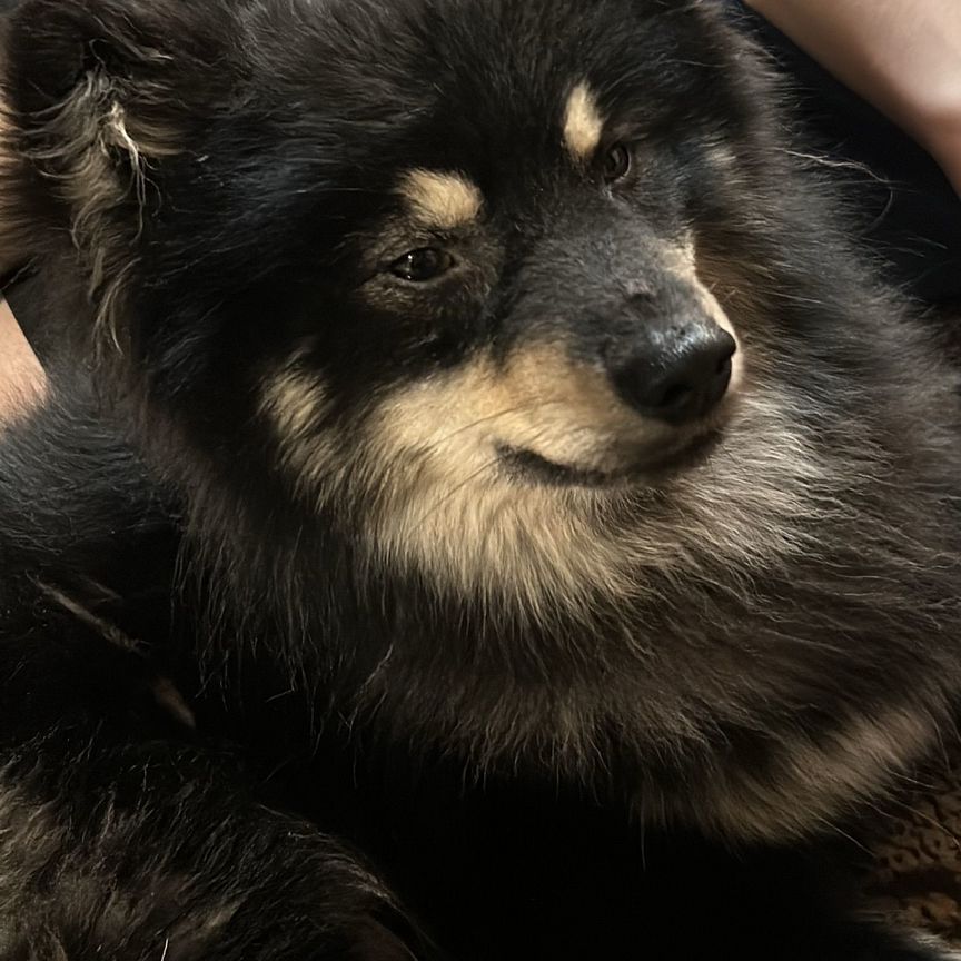 Собака ищет дом