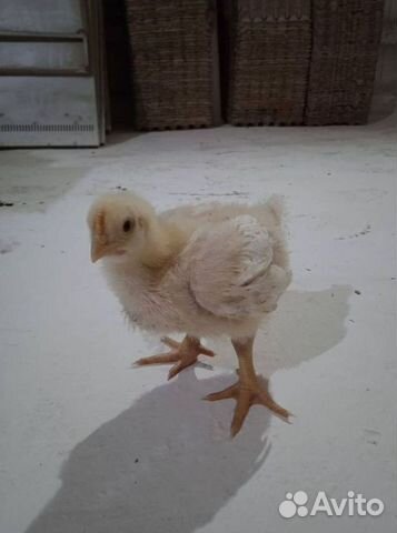 Продажа суточной и подрощенной птицы