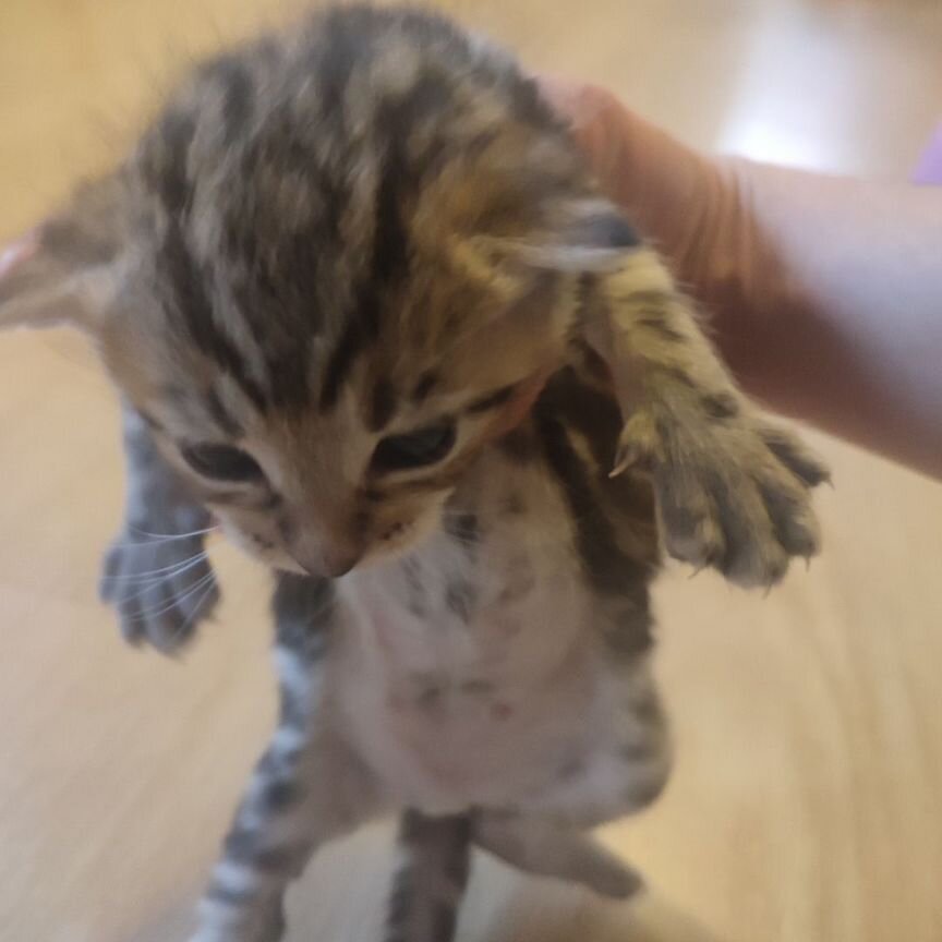 Котята в добрые руки от домашней кошки