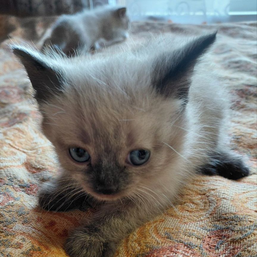 Невский маскарадный котёнок