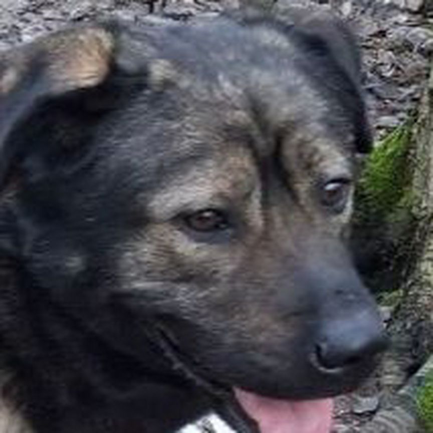 Взрослый пёс в добрые руки