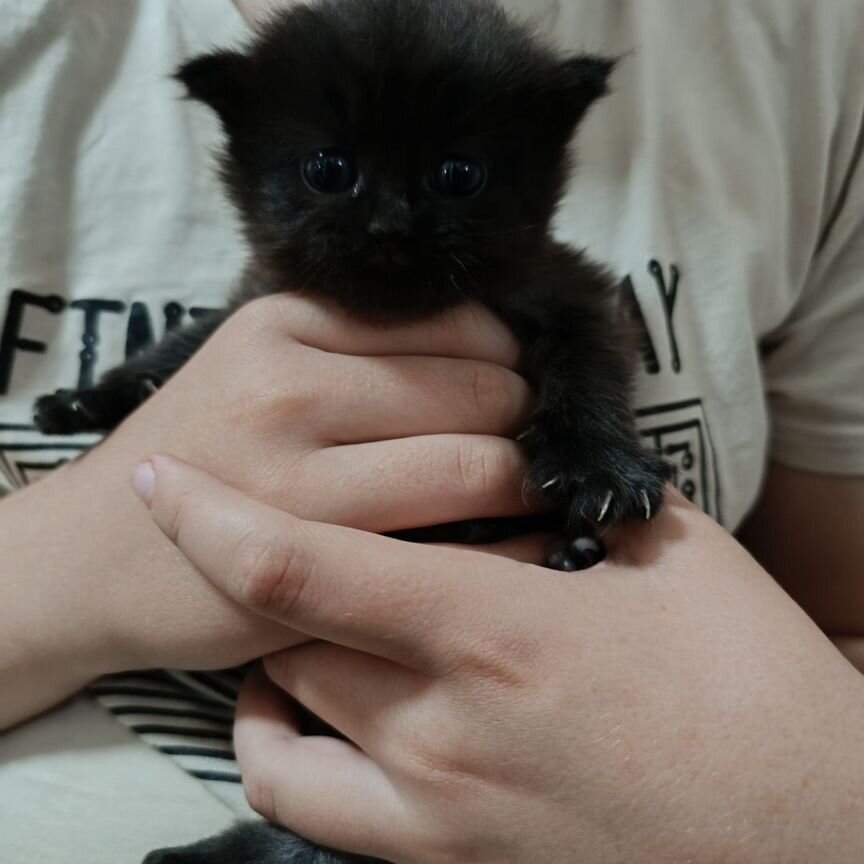 Котёнок от ирисковой британки