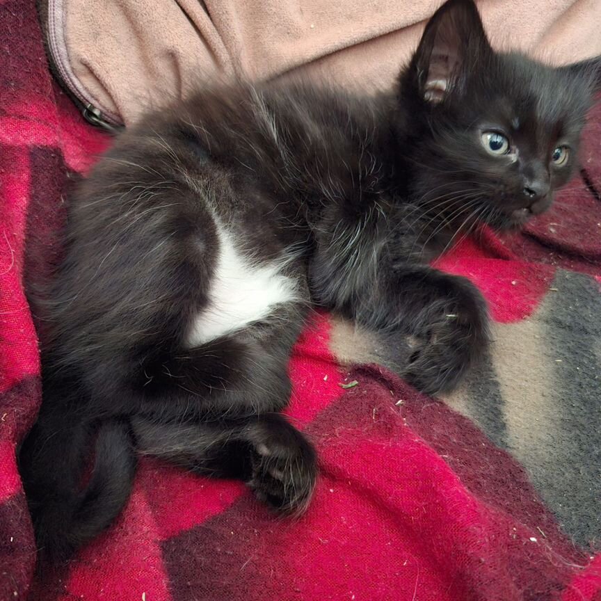 Котёнок в добрые руки