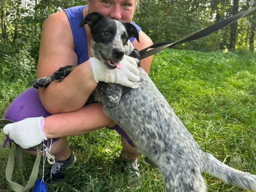 Щенок пока в приюте