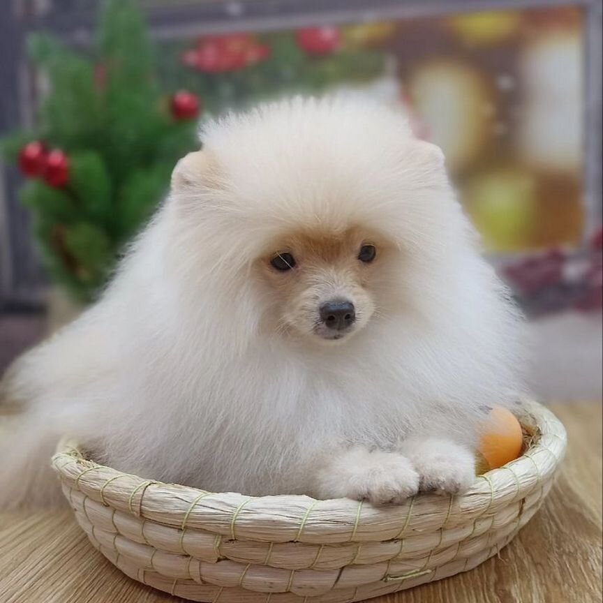 Шпиц мальчик, пакет документов. 25т