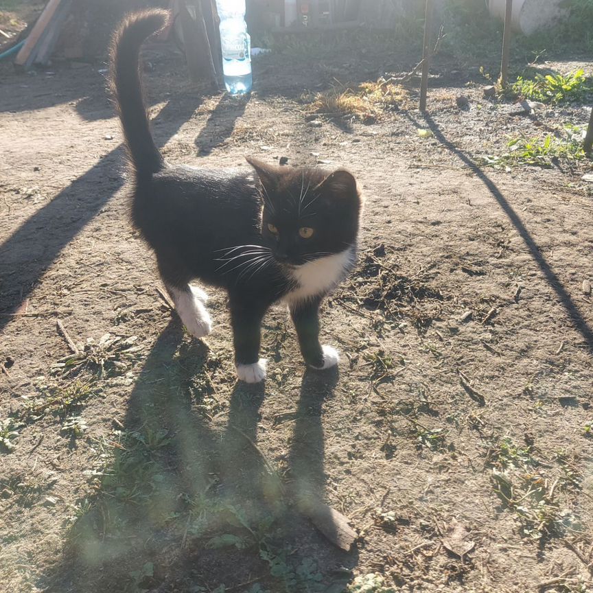 Возьмите котенка