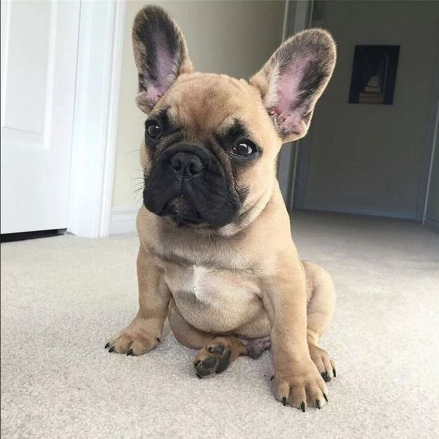 Щенки француского бульдога