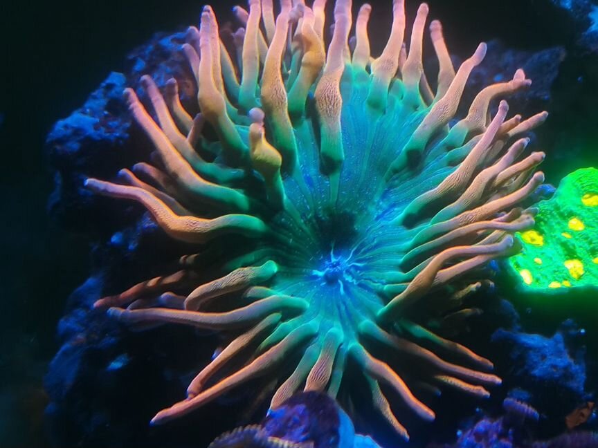Актиния квадриколор. Кораллы, морской аквариум