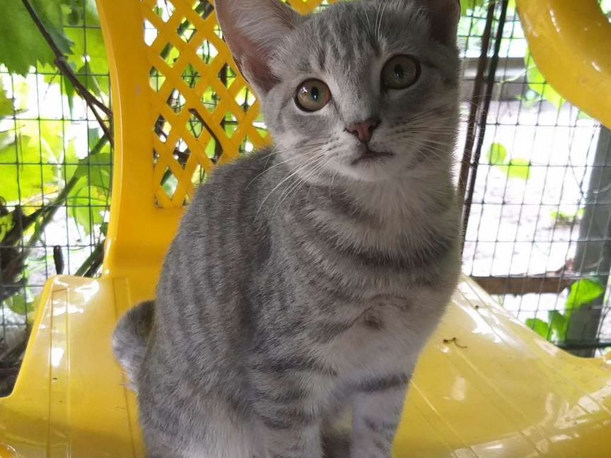 Котёнок мальчик 5мес в добрые руки