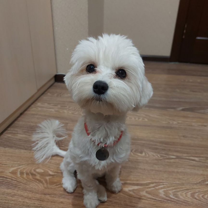 Домашние животные собаки