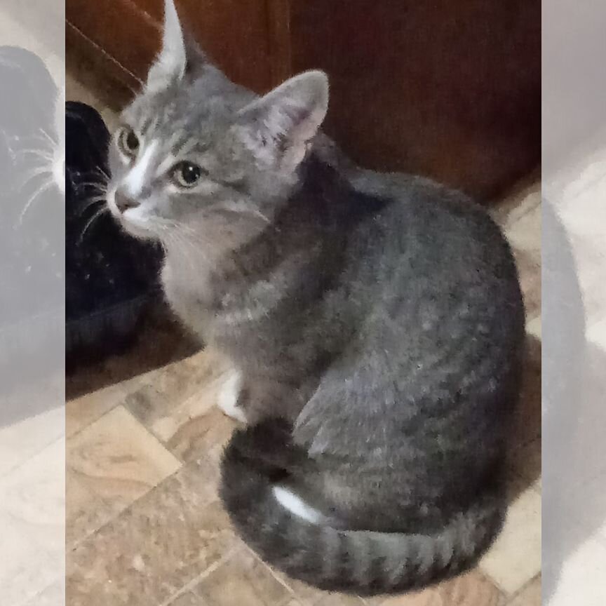 Отдам бесплатно