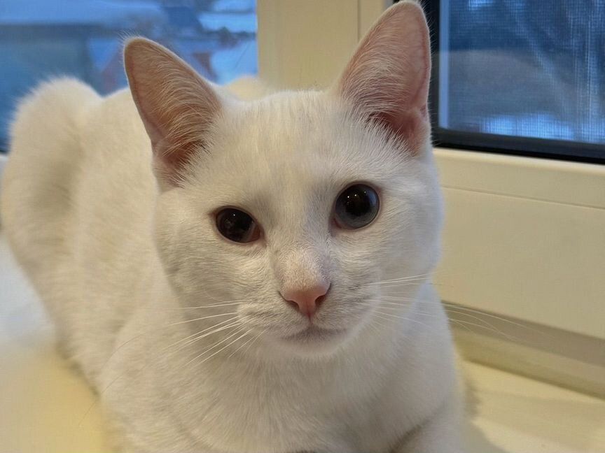 Отдам кота в добрые руки