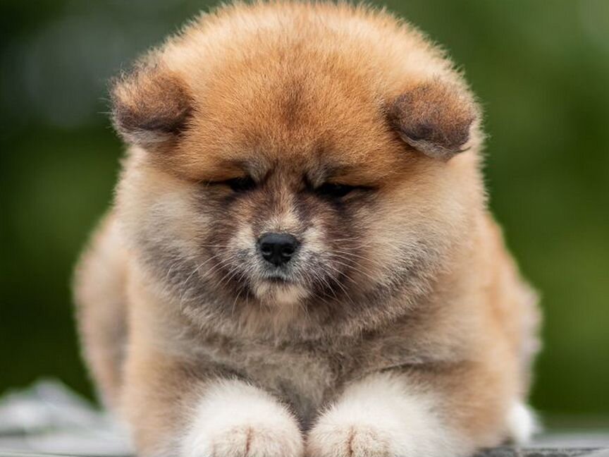 Пушистая красавица щенок акита