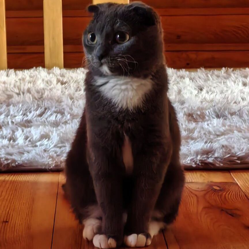 Шотландский вислоухий короткошёрстный котёнок