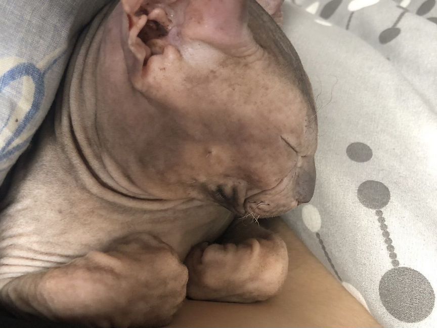 Донской сфинкс