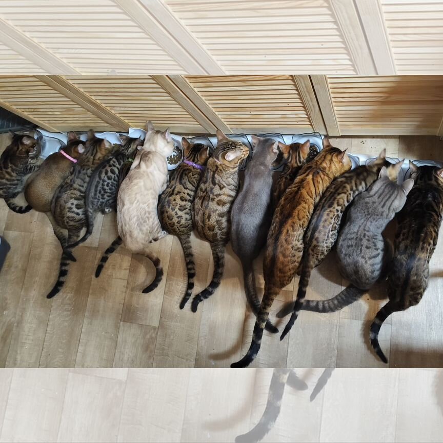 Бенгальские котята разные