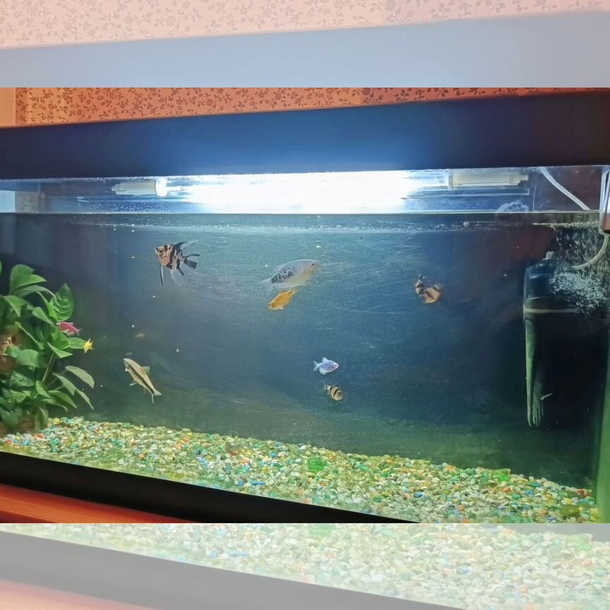 Аквариум 264л