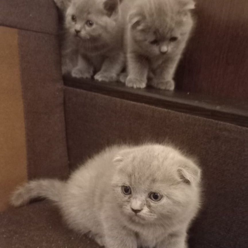 Британские вислоухие котята серые