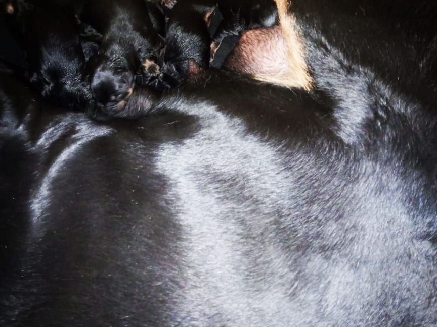 Щенки ротвейлера