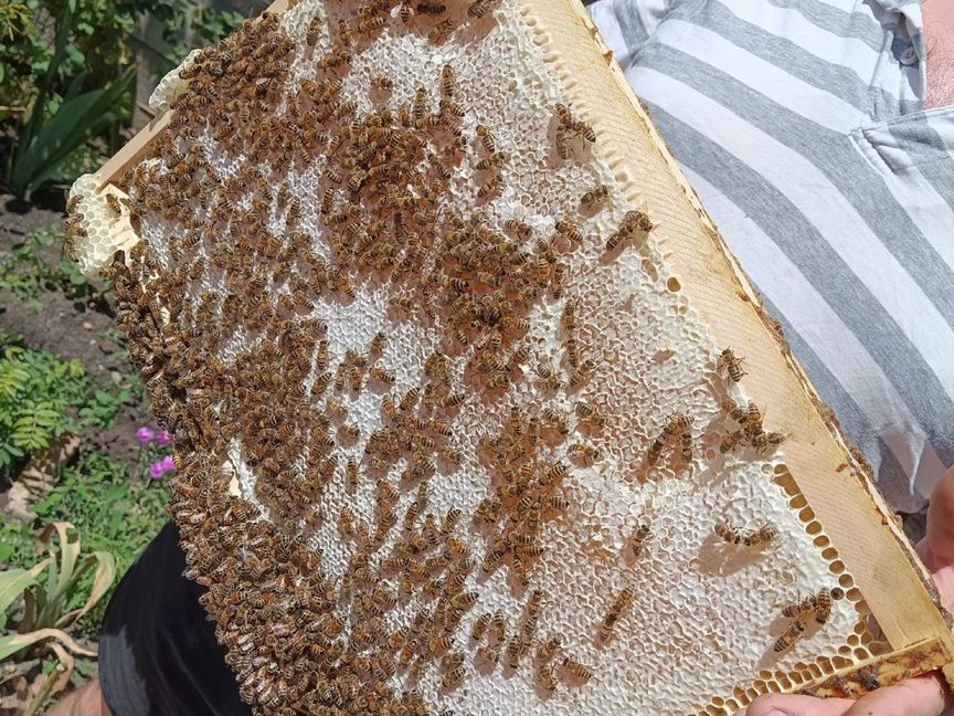 Рамки с вощиной. Рамки с мёдом. Мед