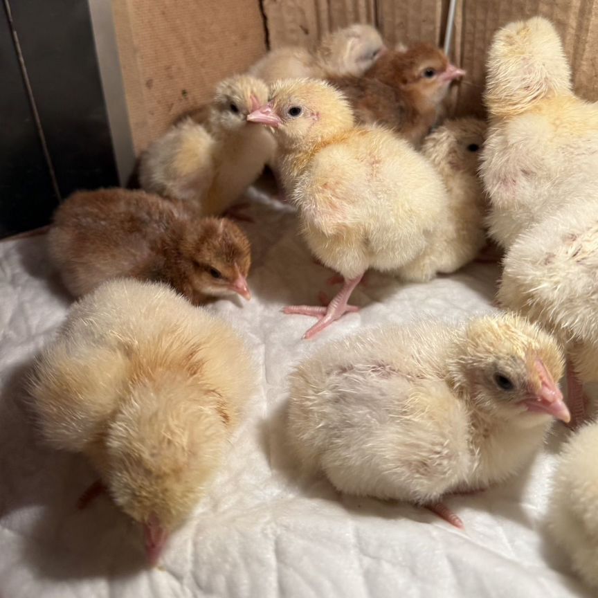 Яйцо, цыплята, бресс гальская порода