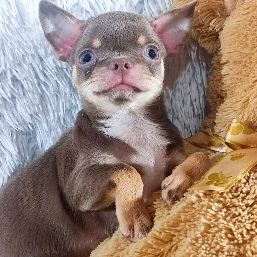 Щенки чихуахуа