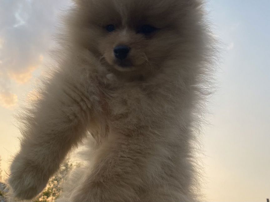 Померанский шпиц