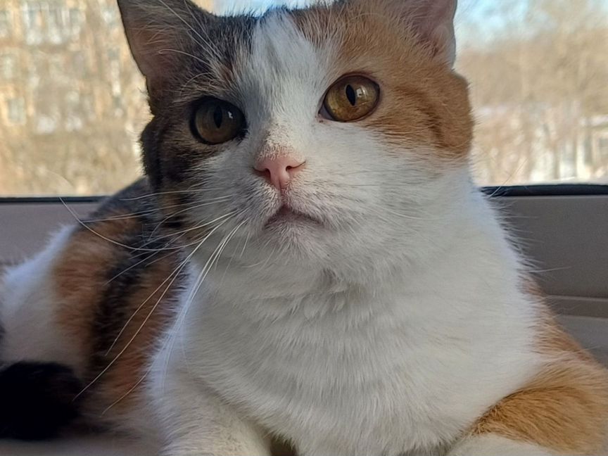 Кошка Машка