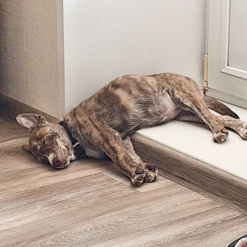 Домашние животные собаки щенки