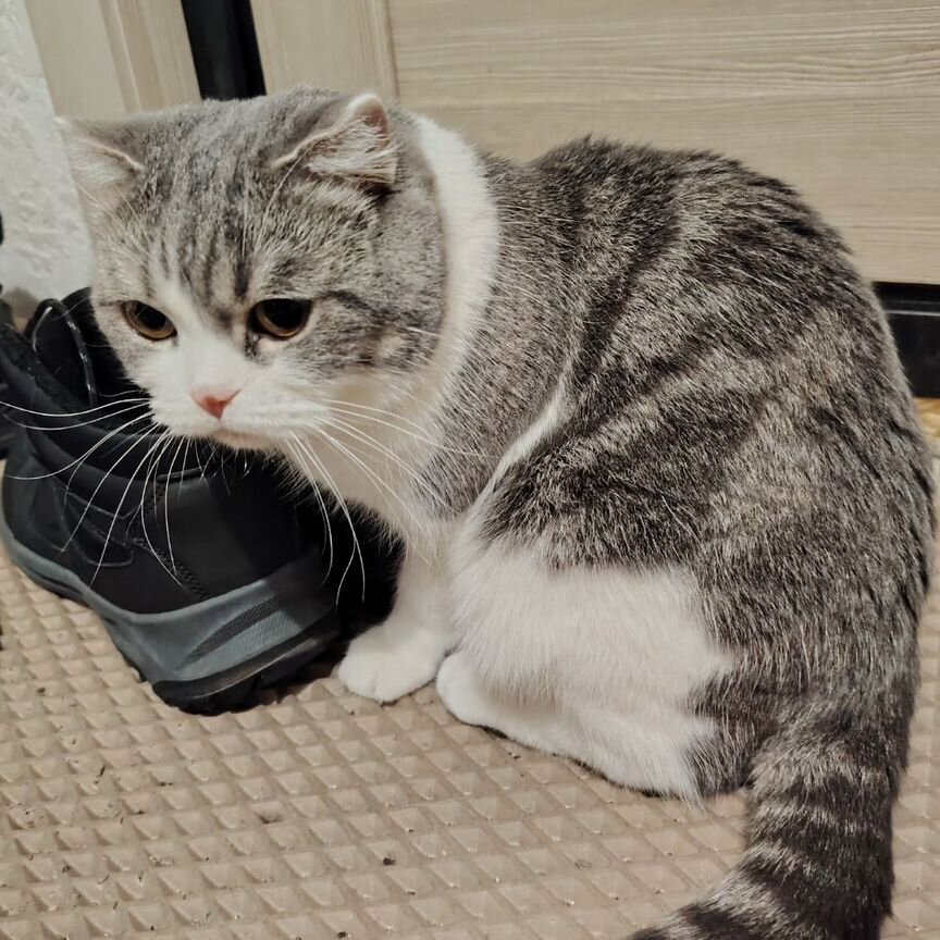 Шотландская вислоухая короткошёрстная, взрослая кошка