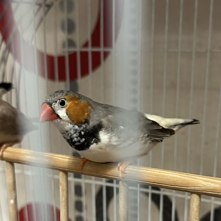 Амадин Самец