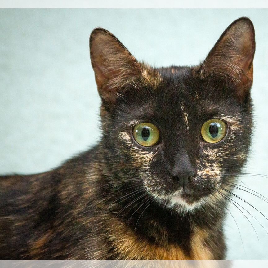 Кошечка в добрые руки