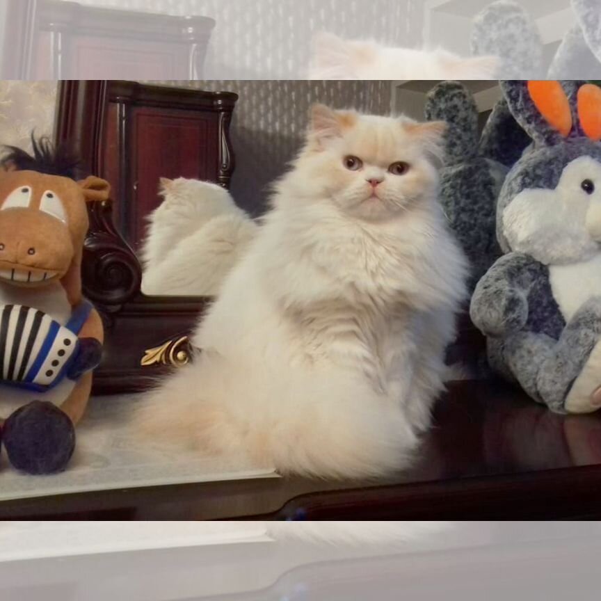Котёнок персидский